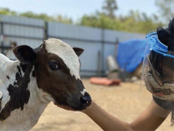 RESQ Charitable Trust - Animal Rescue Pune
