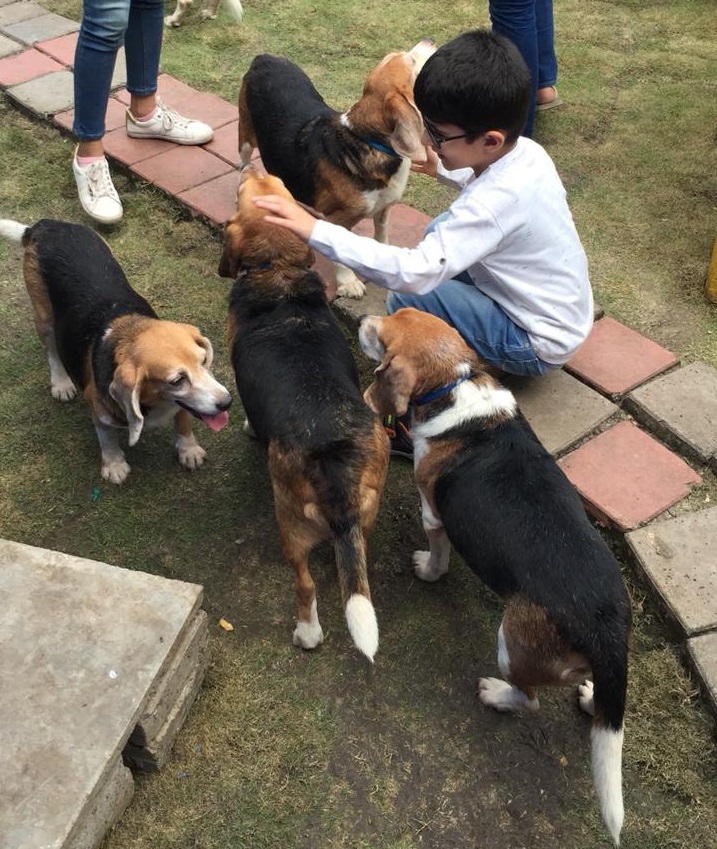 Super Beagles with Hearts of Gold! - RESQ Charitable Trust