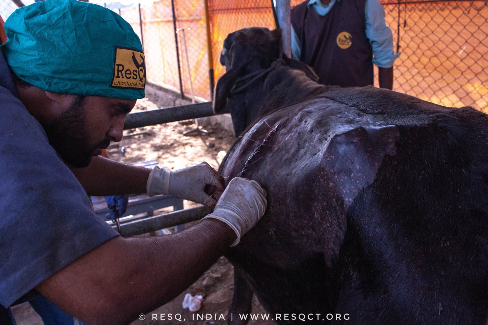 Plastic Cows - Death by Garbage! - RESQ Charitable Trust