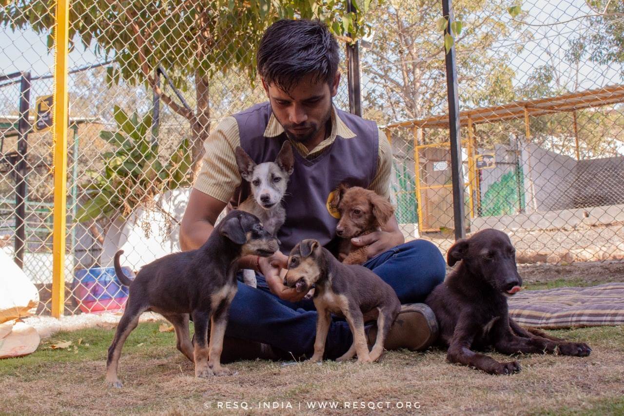 Why You Should Consider Adopting an Indie! - RESQ Charitable Trust