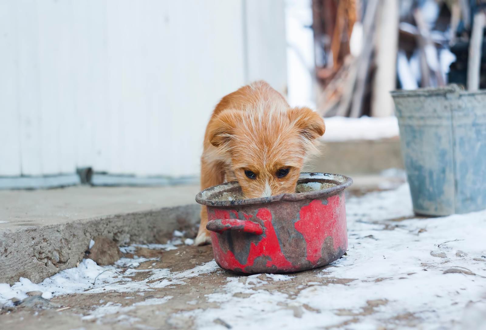 Your Guide to Feeding Stray Animals... Responsibly! - RESQ Charitable Trust