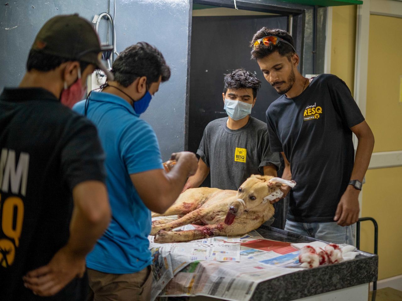 Who is an Animal Rescuer? - RESQ Charitable Trust