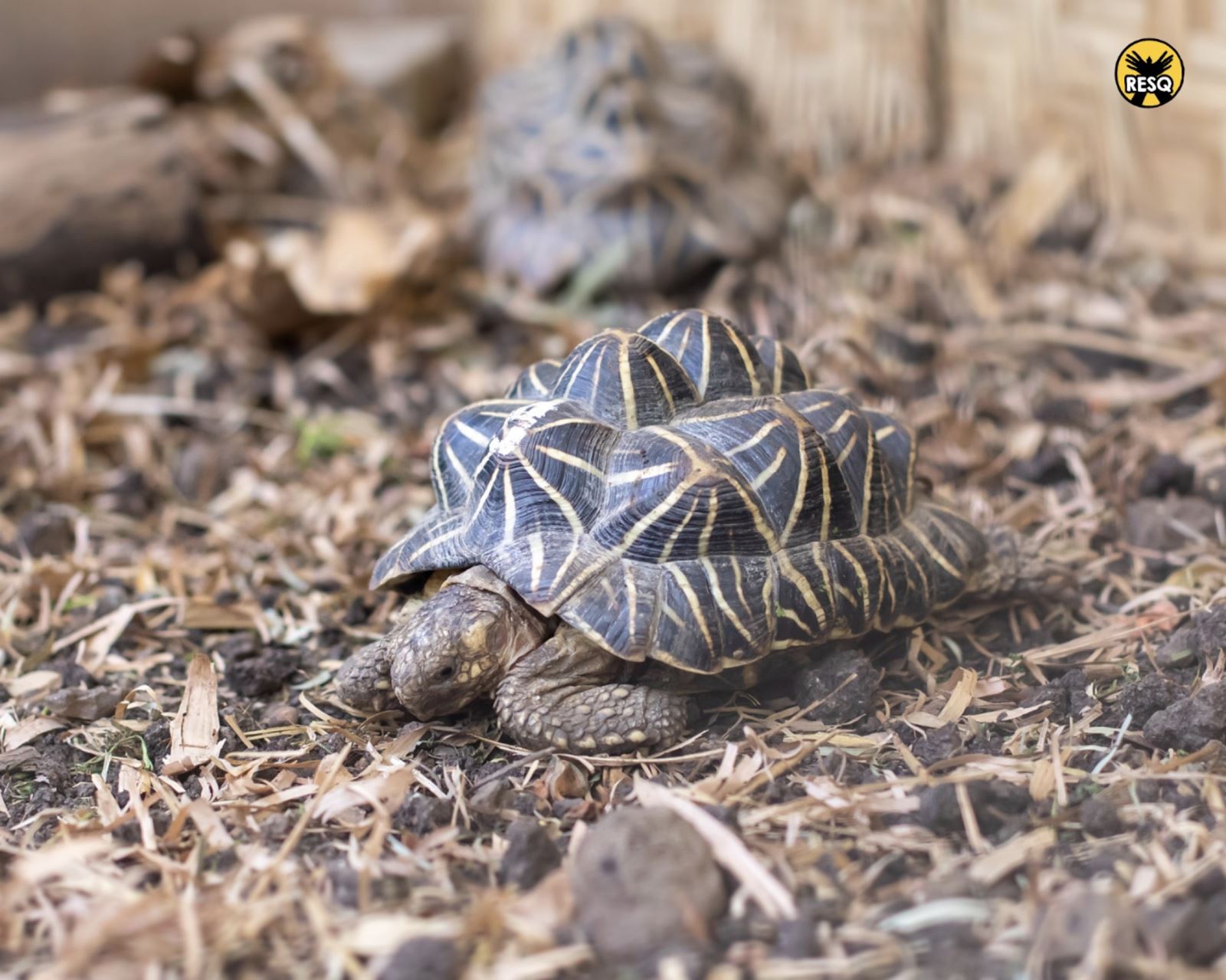 A Turtle Mess! - RESQ Charitable Trust